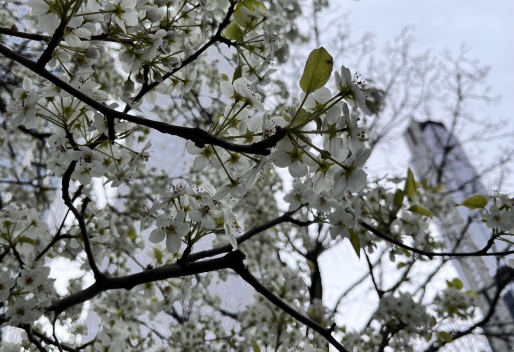 The Story of the 9/11 Survivor Tree and What It Means